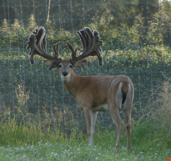 Hunt Louisiana 's Whitetail Adventure Lodge. Safe and Sound Investment ...